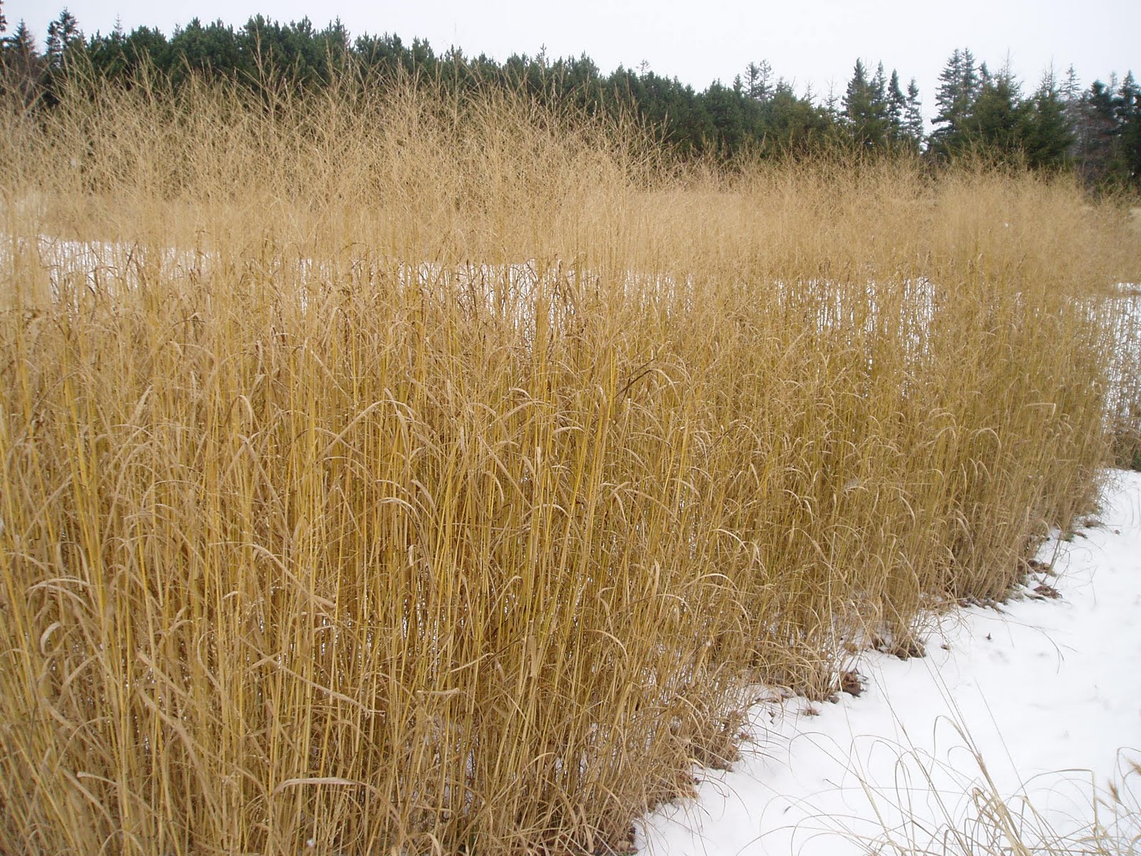 Lovegrass Farm: Panicum virgatum Ornamental Grass at Lovegrass Farm