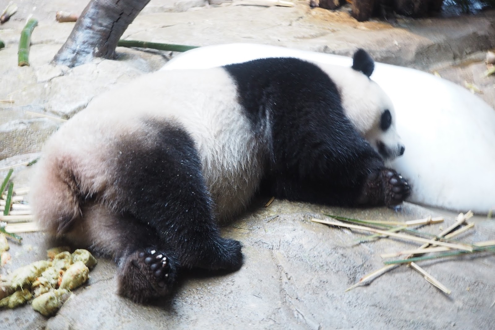 Kee Hua Chee Live!: AMBER CHIA BRINGS HER PARENTS CHIA HUN POY AND CHUA ...