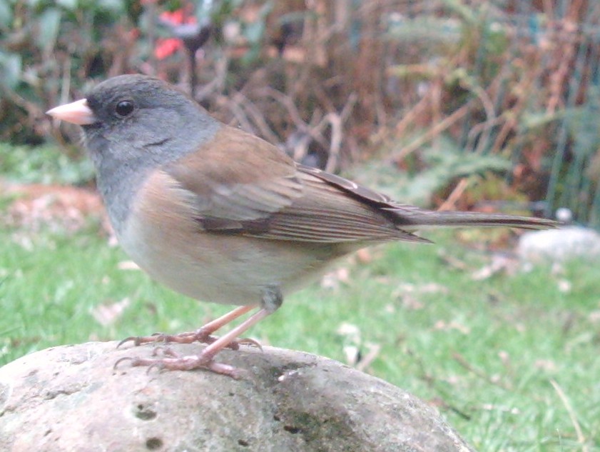 Shoreline Area News: For the Birds: Dark-Eyed Juncos - the Snowbirds