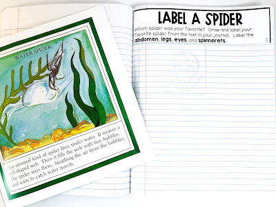 Spiders Main Topic and Key Details Interactive Read Aloud | The ...
