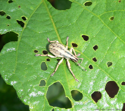 Insects found in Western Ghats: Leaf Eating Insect