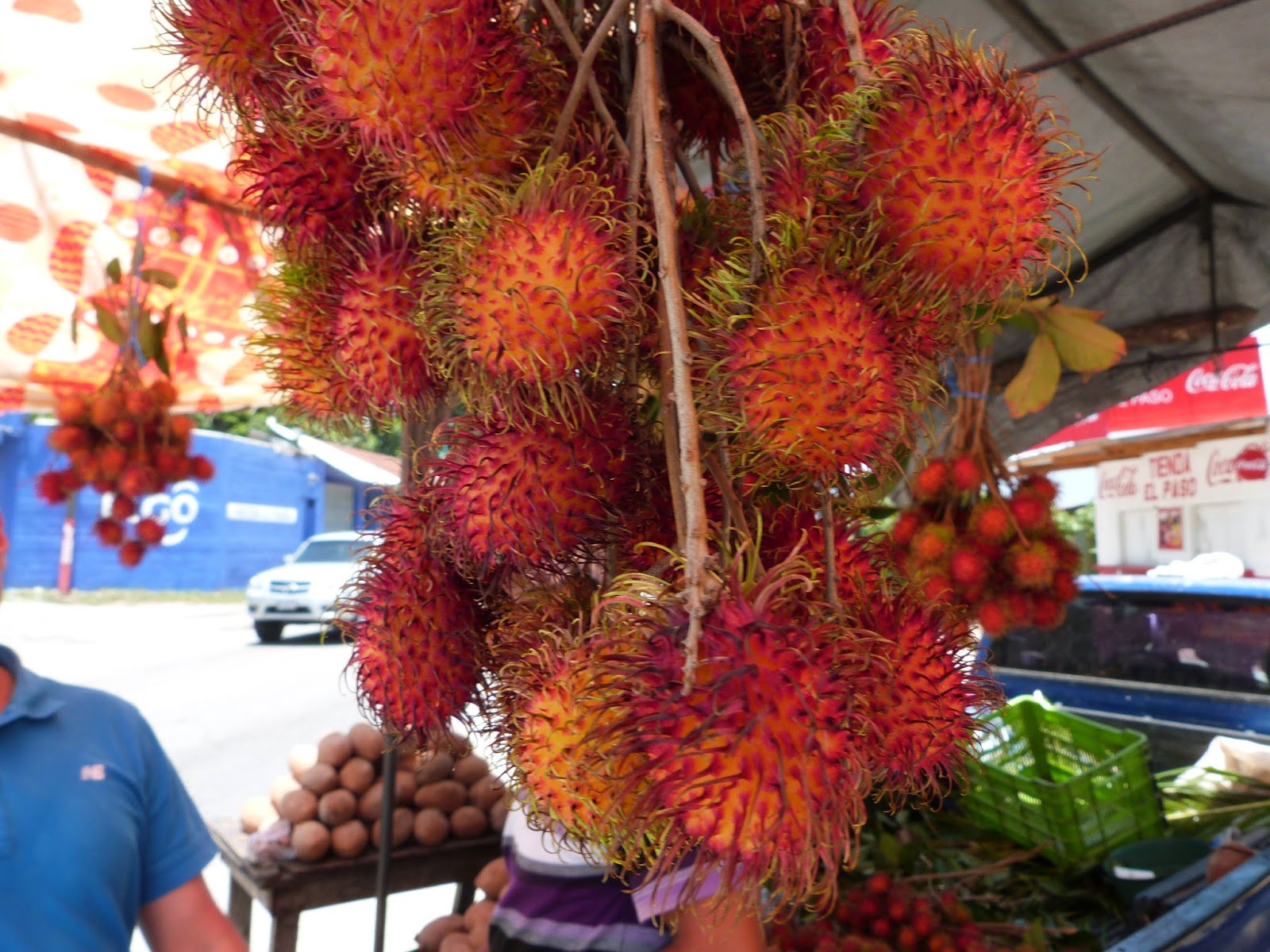 Finca Frutas del Mundo en Izabal. Guatemala IX