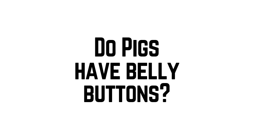 Do These Animals Have Belly Buttons?