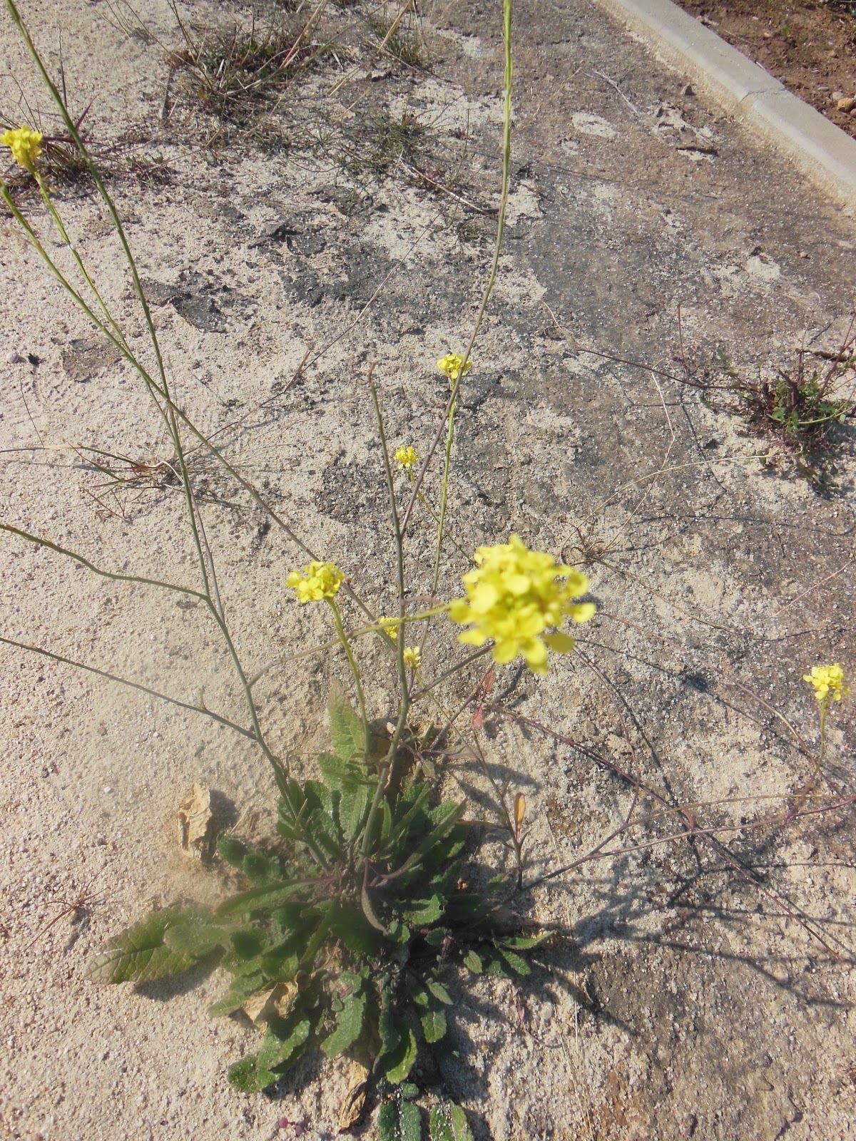 Mi herbario particular: ERÍSIMO (Sisymbrium officinale)