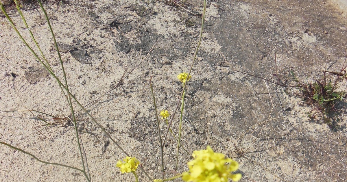 Mi herbario particular: ERÍSIMO (Sisymbrium officinale)