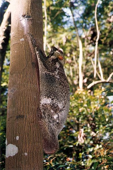 Singapore Wild Animals: Colugo
