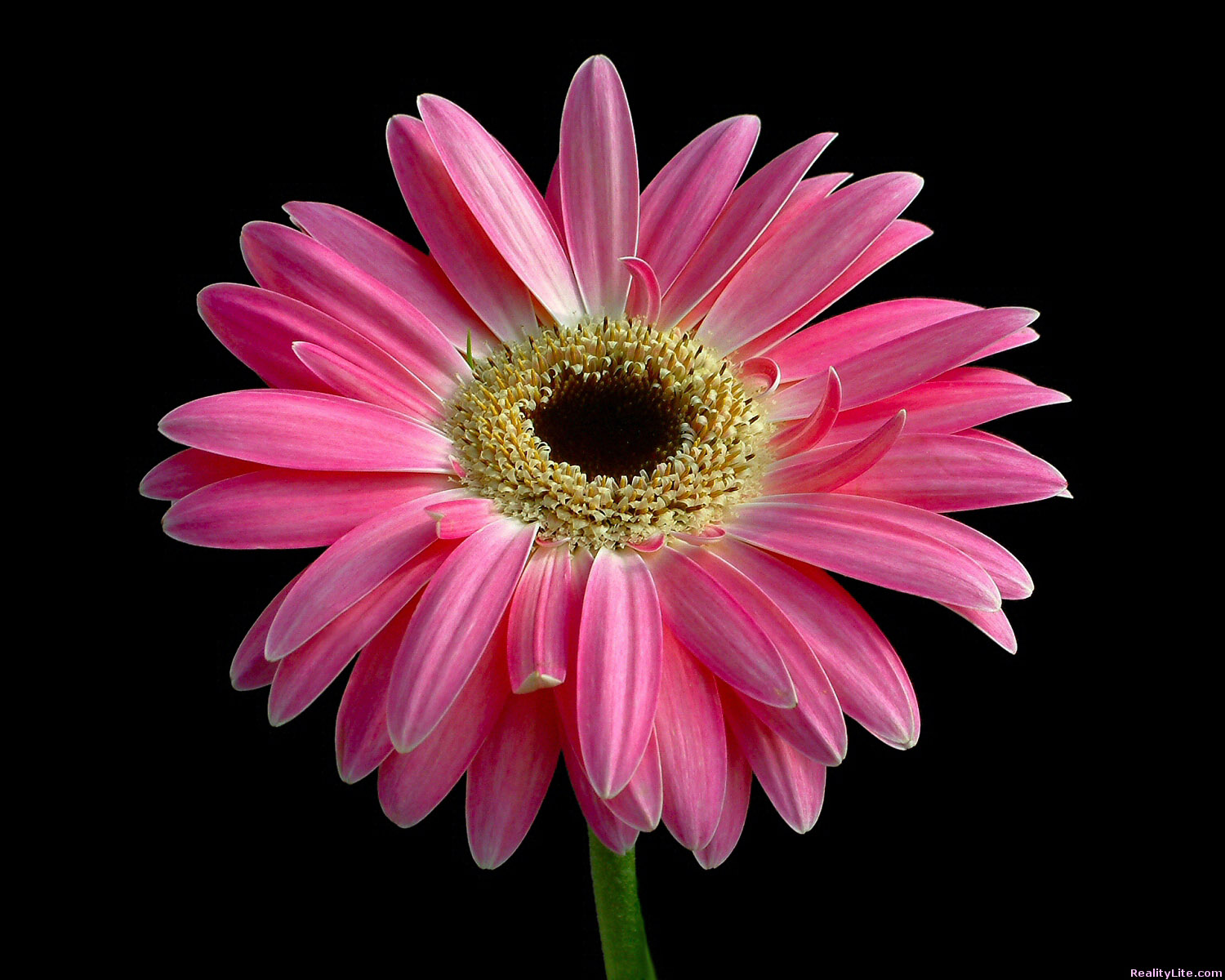 Free HD Images (FIFCU Purchased): Pamela Flower