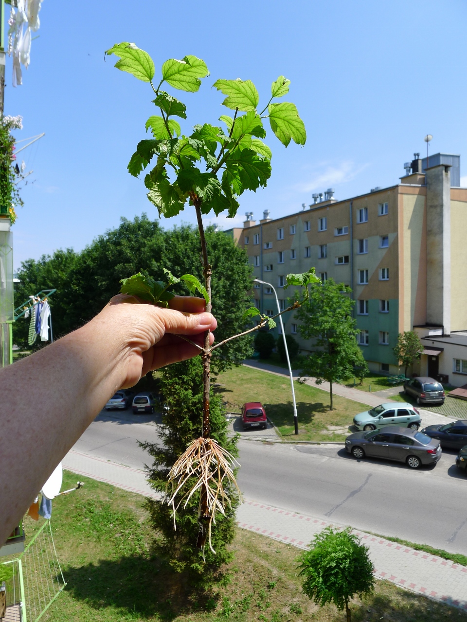 Z Przyrodą za Pan Brat: Kalina koralowa (Viburnum opulus L.)