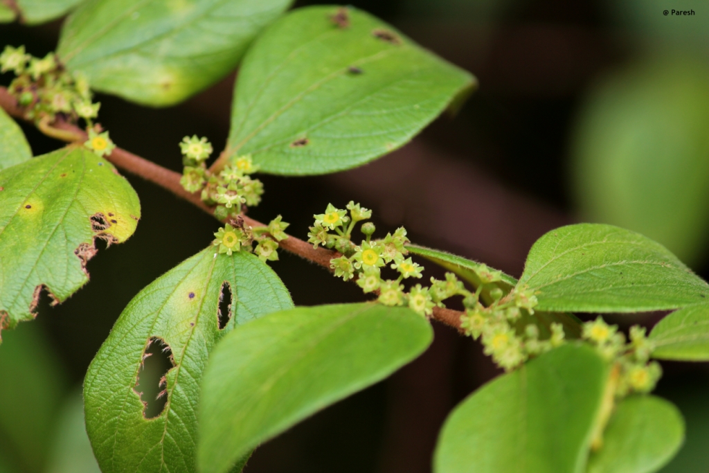 Gifting Trees...: Nakshatra is Forever..!