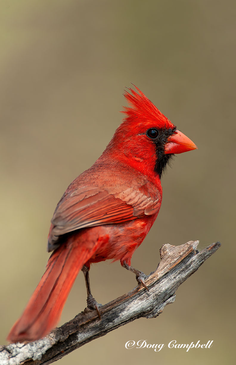 Doug Campbell Photography: NORTHERN CARDINAL