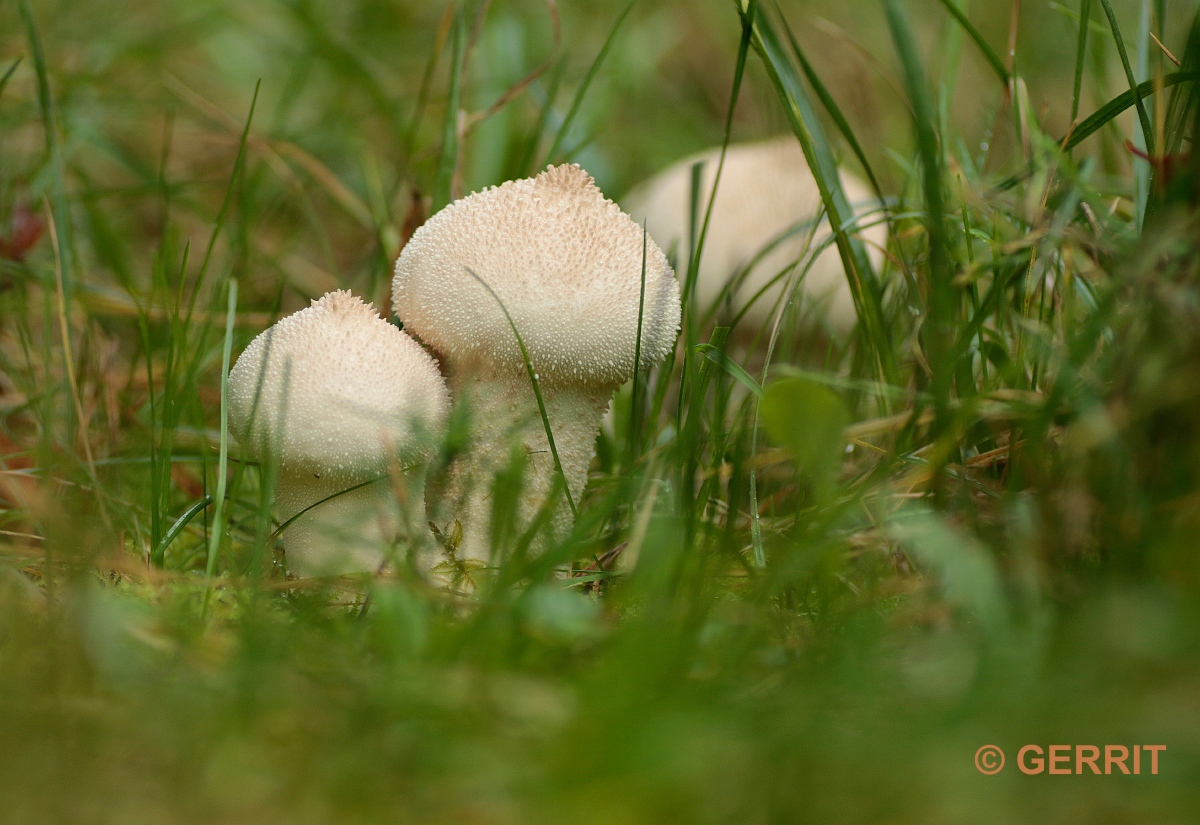 Even iets moois....: Even iets moois nr. 373 - paddo's II