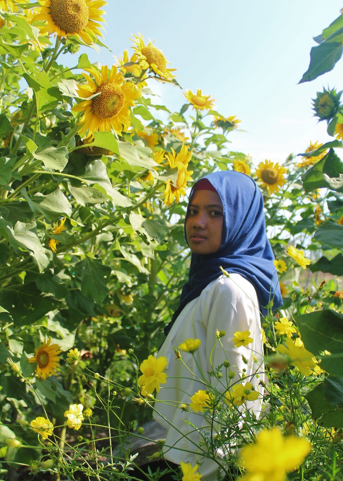 Piknik ke Kebun Bunga Matahari di Pantai Glagah - hestiwidyas