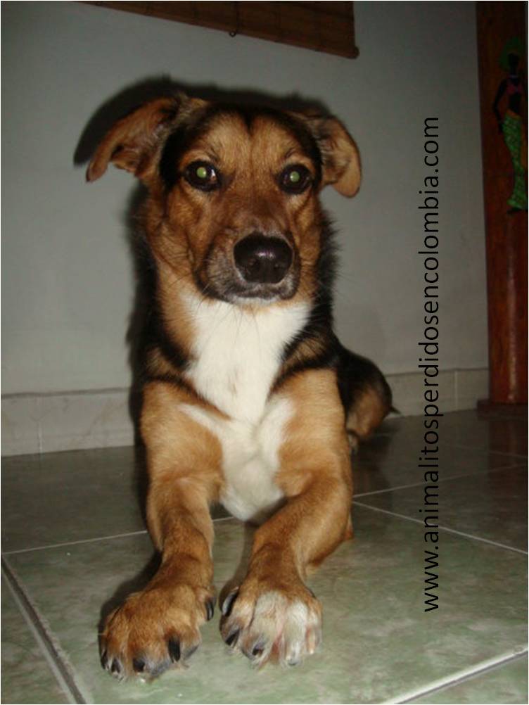 Animalitos Perdidos en Colombia: PERDIDO CALI - PERRO CRIOLLO CAFÉ ...