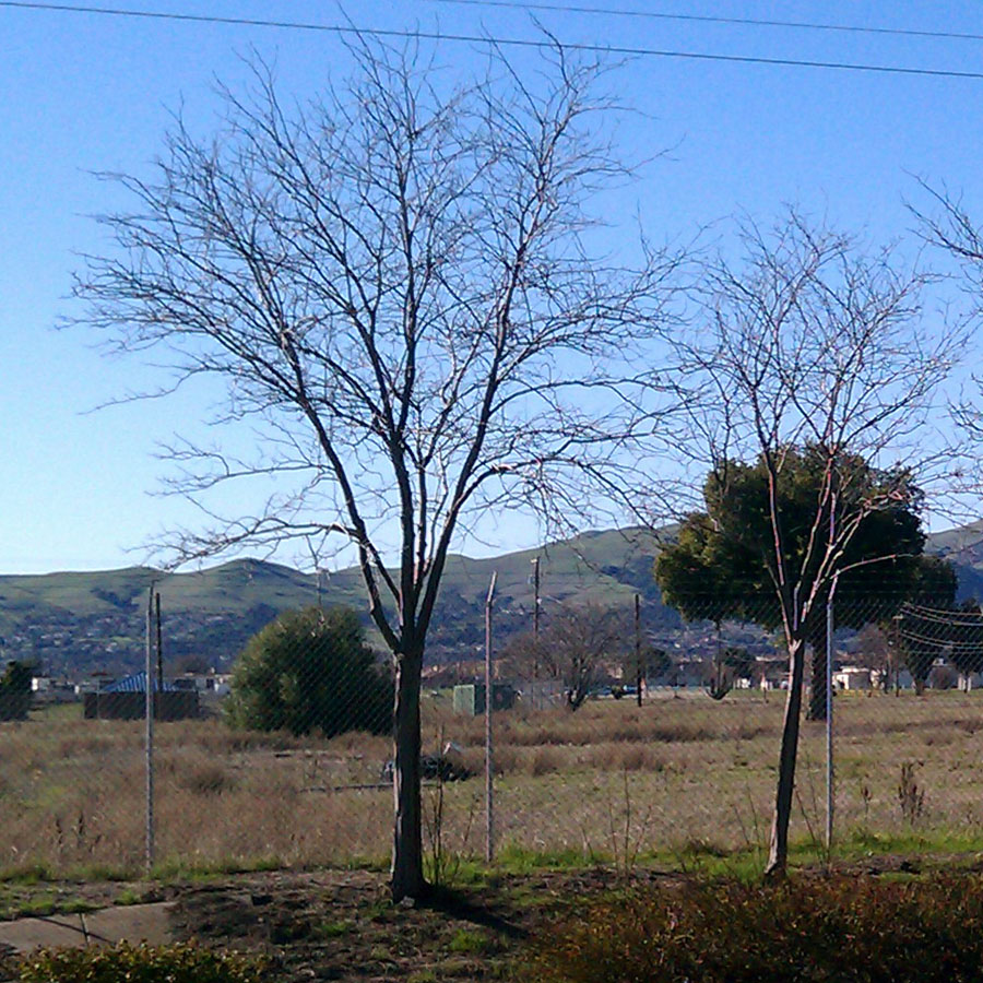 Eden By The Bay: Street Trees Through the Seasons - Robinia