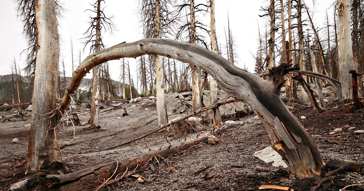 Keriann Simpkins Photography: {A dying forest}