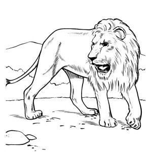 Best Wild Lion Animals Coloring Pages - Best Coloring Pages For Kids