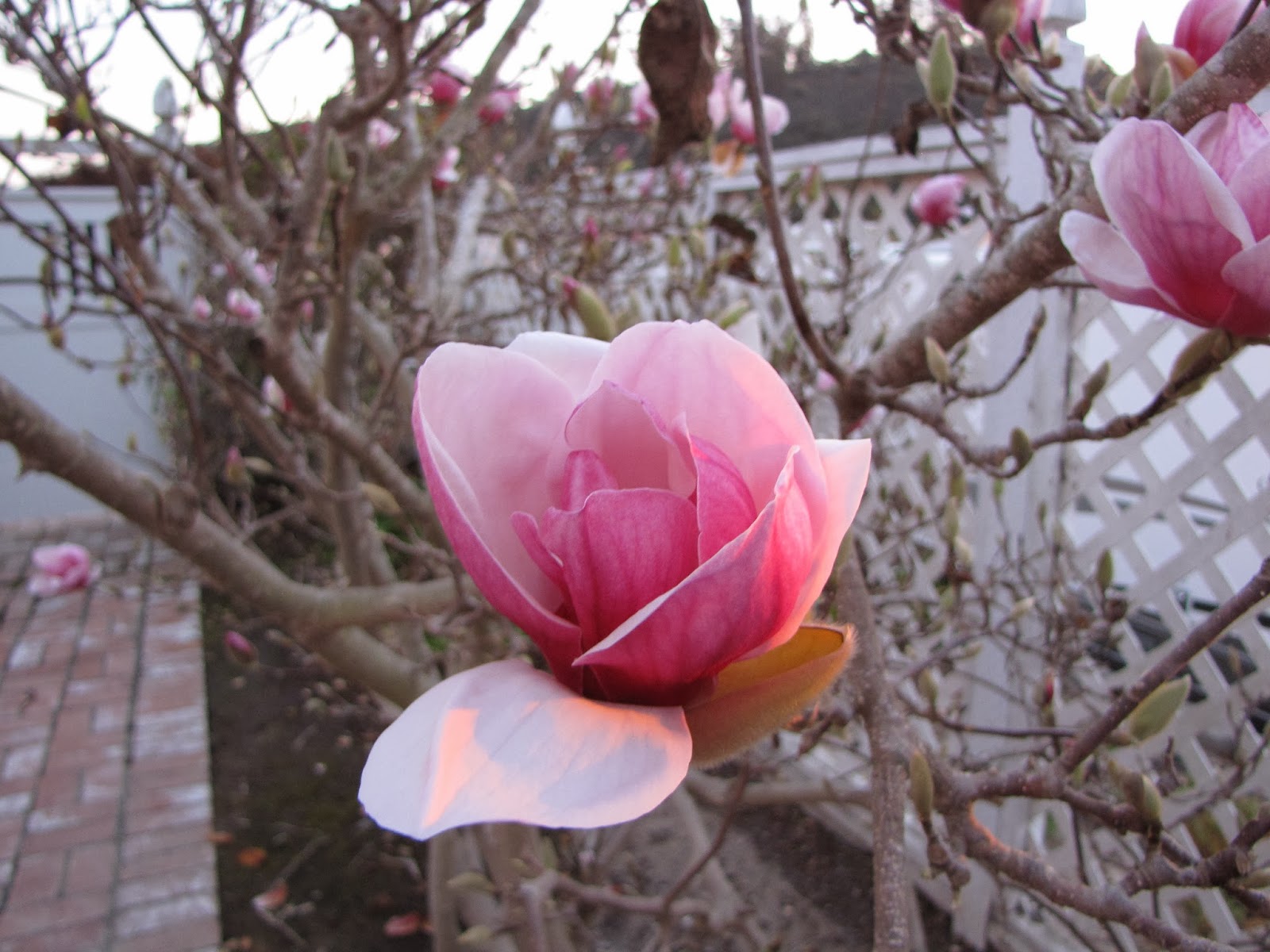 The Lotus Tree & Sunset