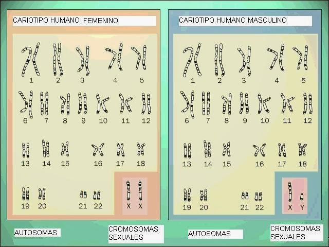 Instrumentalización Humana Practica 3 Cromosomas