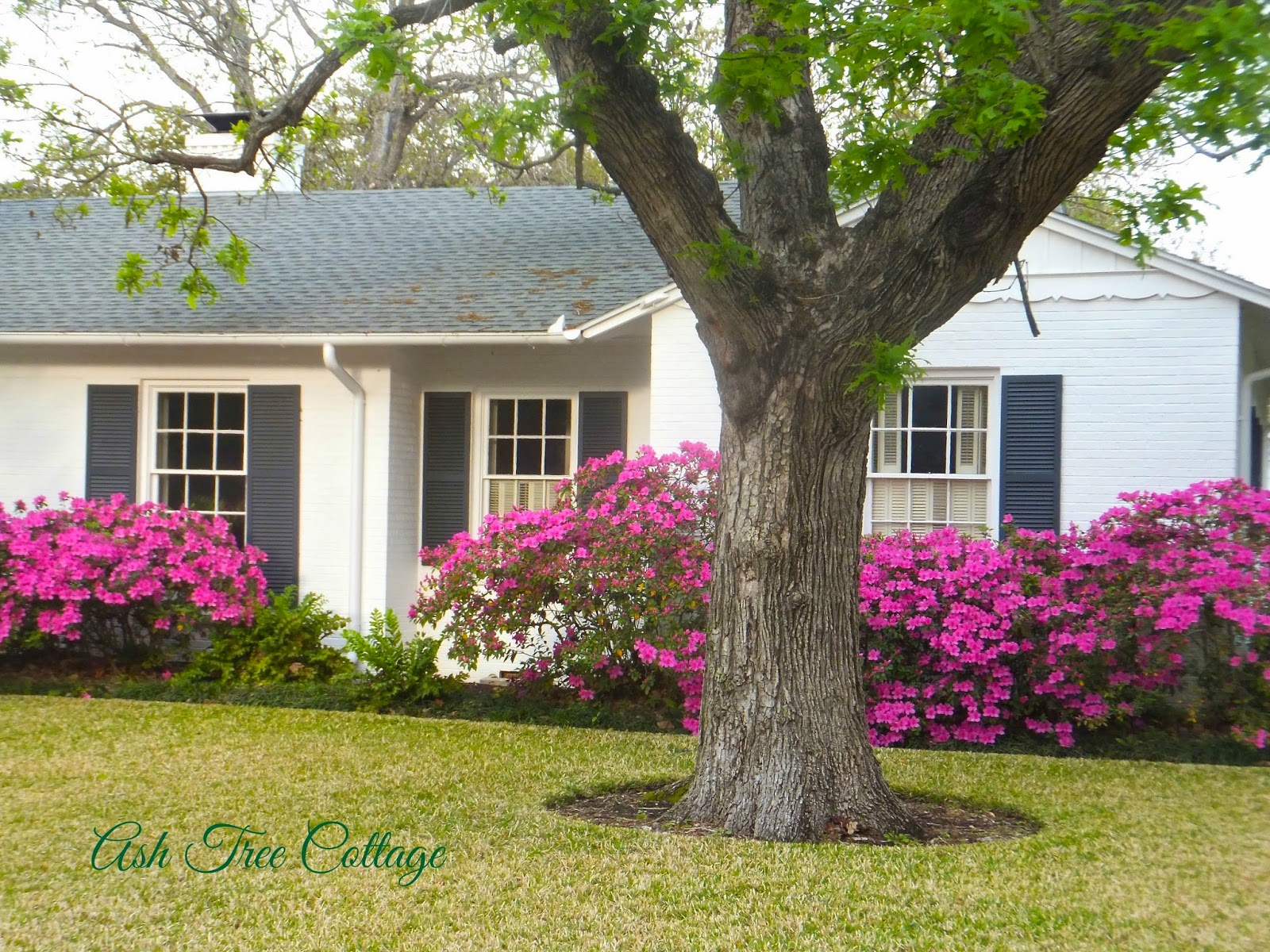 Ash Tree Cottage: Azalea Time