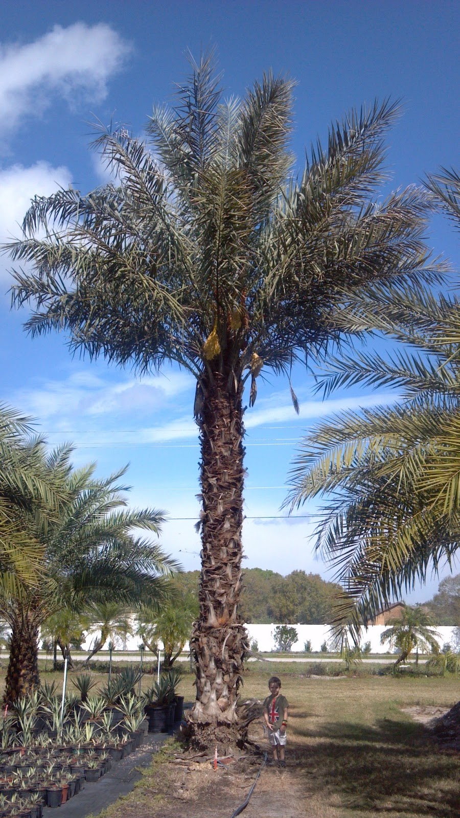 A Quality Plant Medjool Palm Phoenix Dactylifera Date Palm a-quality-plant-medjool-palm-phoenix-dactylifera-date-palm