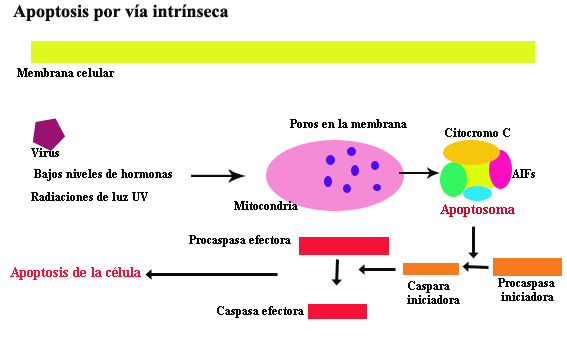 Tras el Microscopio: Suicidio celular