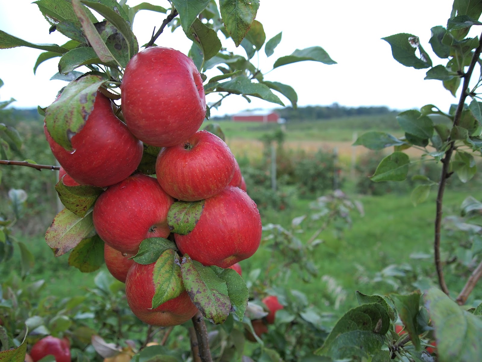 Irish Mountain Orchard: Apple Varieties