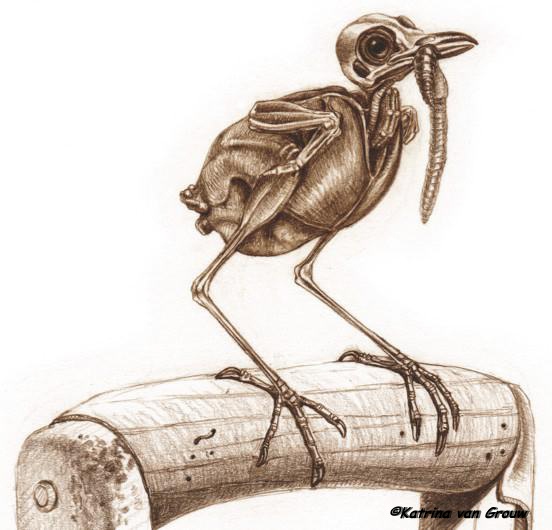 Birds from Behind : 08/01/2013 - 09/01/2013