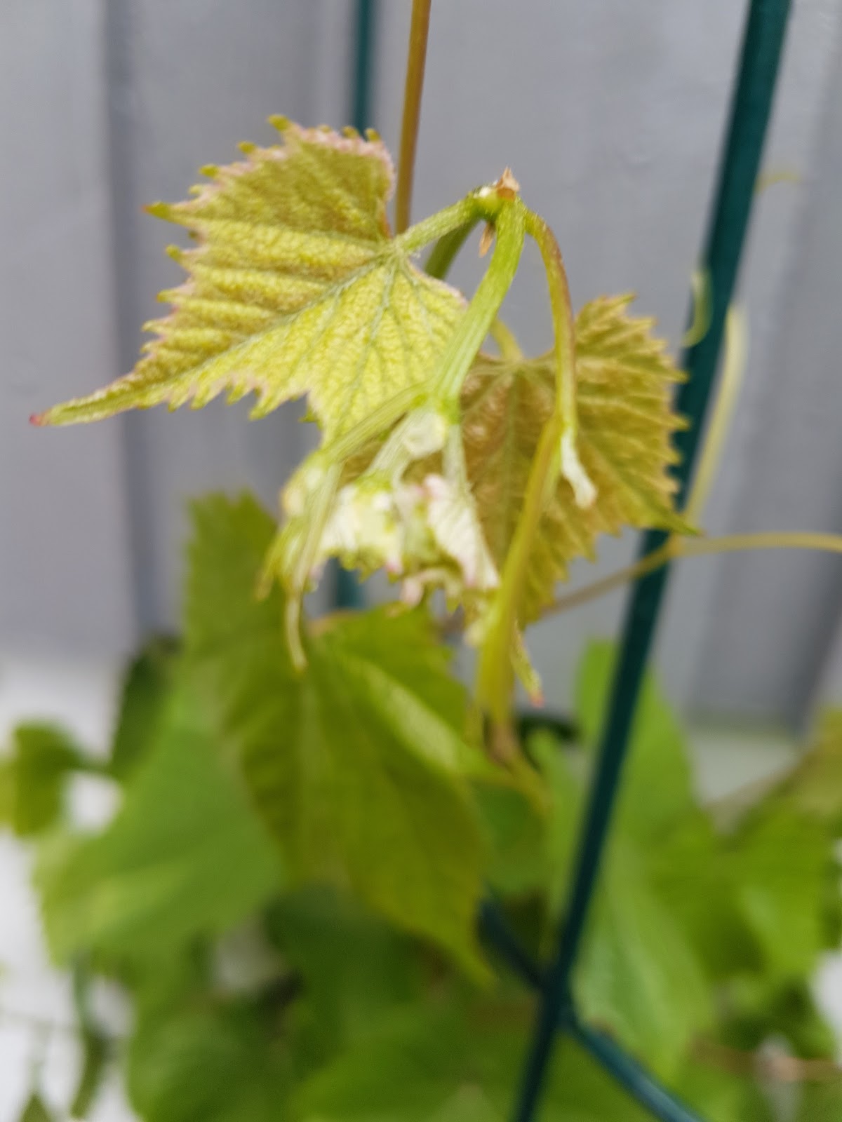 Fruens Flora: God pinse.