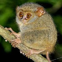 Tarsius spectrum | Indonesian Forest