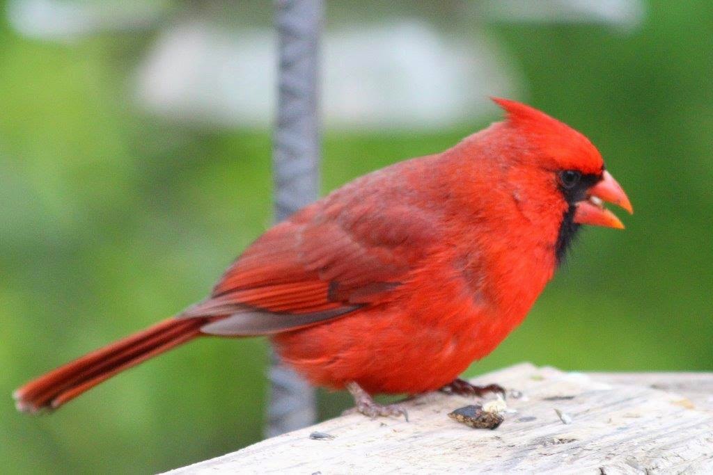 Sarah Lynn's Nature's Splendor: Finches, Baltimore Orioles, Cardinals ...
