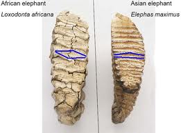 e is for elephants: Elephant Mouth Anatomy 101, Part One