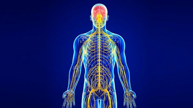 Improve your health| One of the things that make the nerves extremely ...