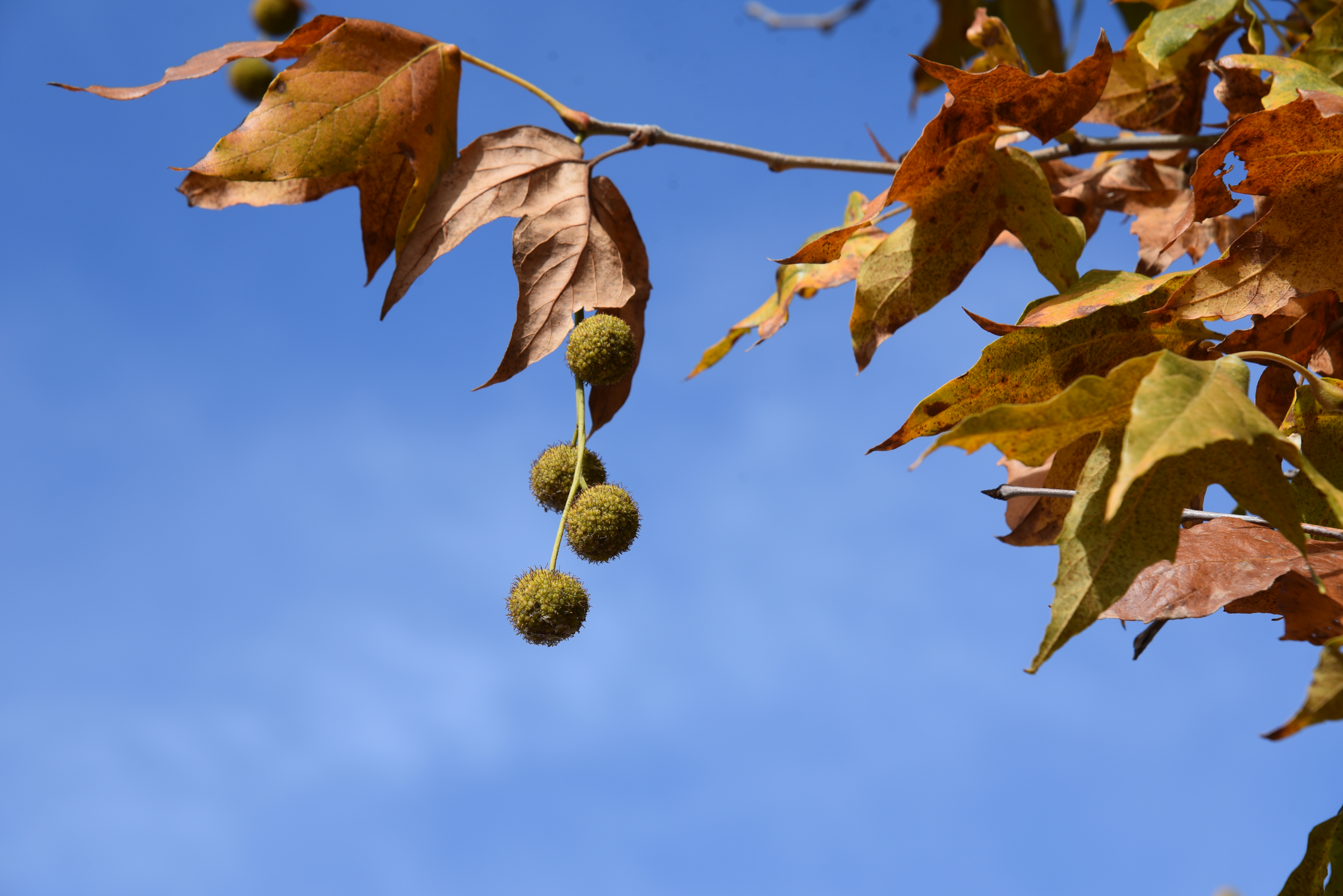 Arizona Hiking: Bushnell Tanks Road