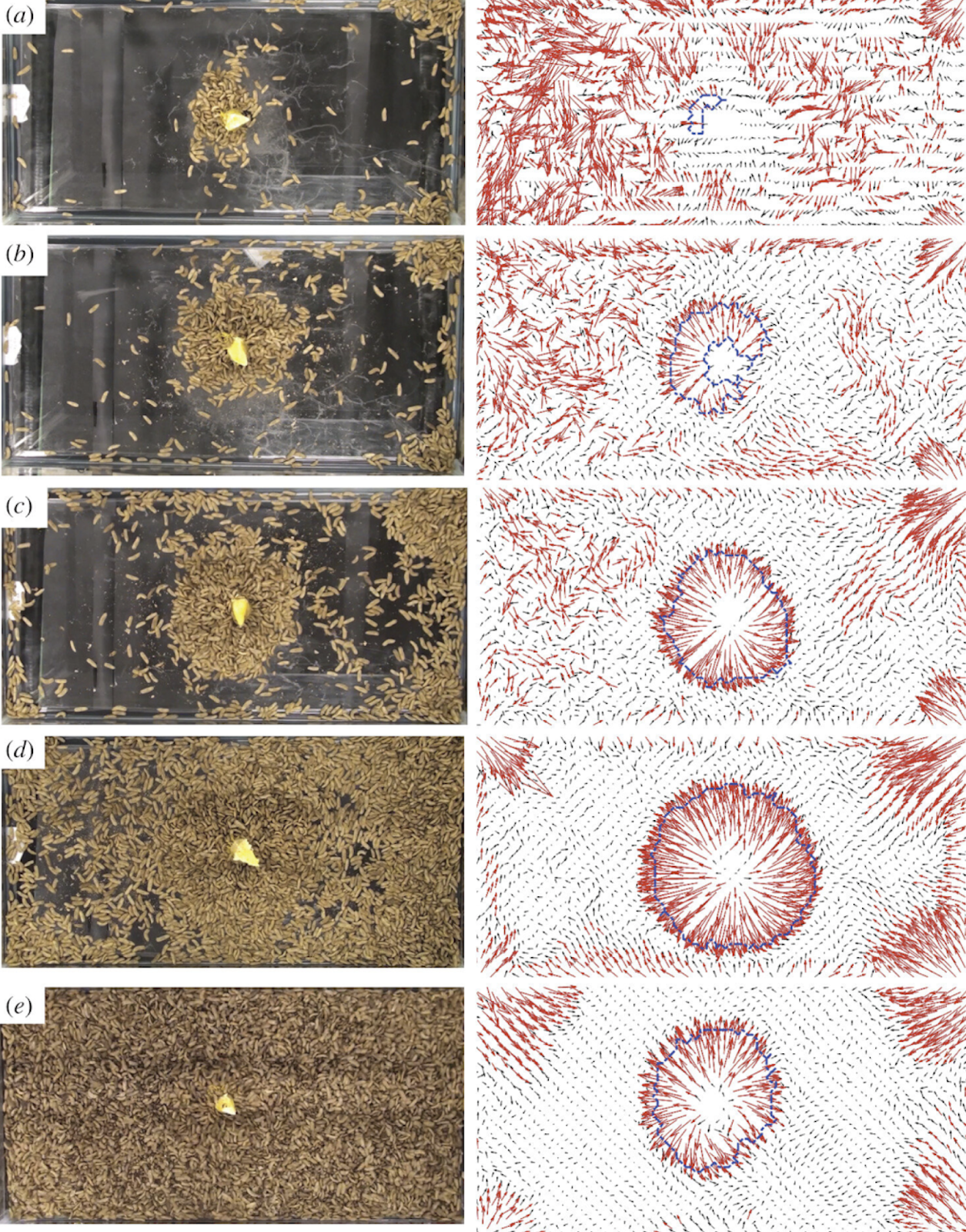 Algorithmic Art Solandra Hands On Tutorial And Emergent Behaviour In Insects