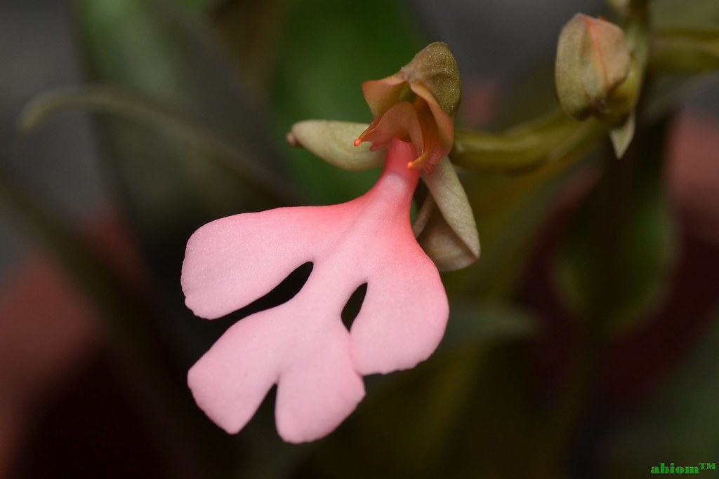 Habenaria rhodocheila care and culture | Travaldo's blog