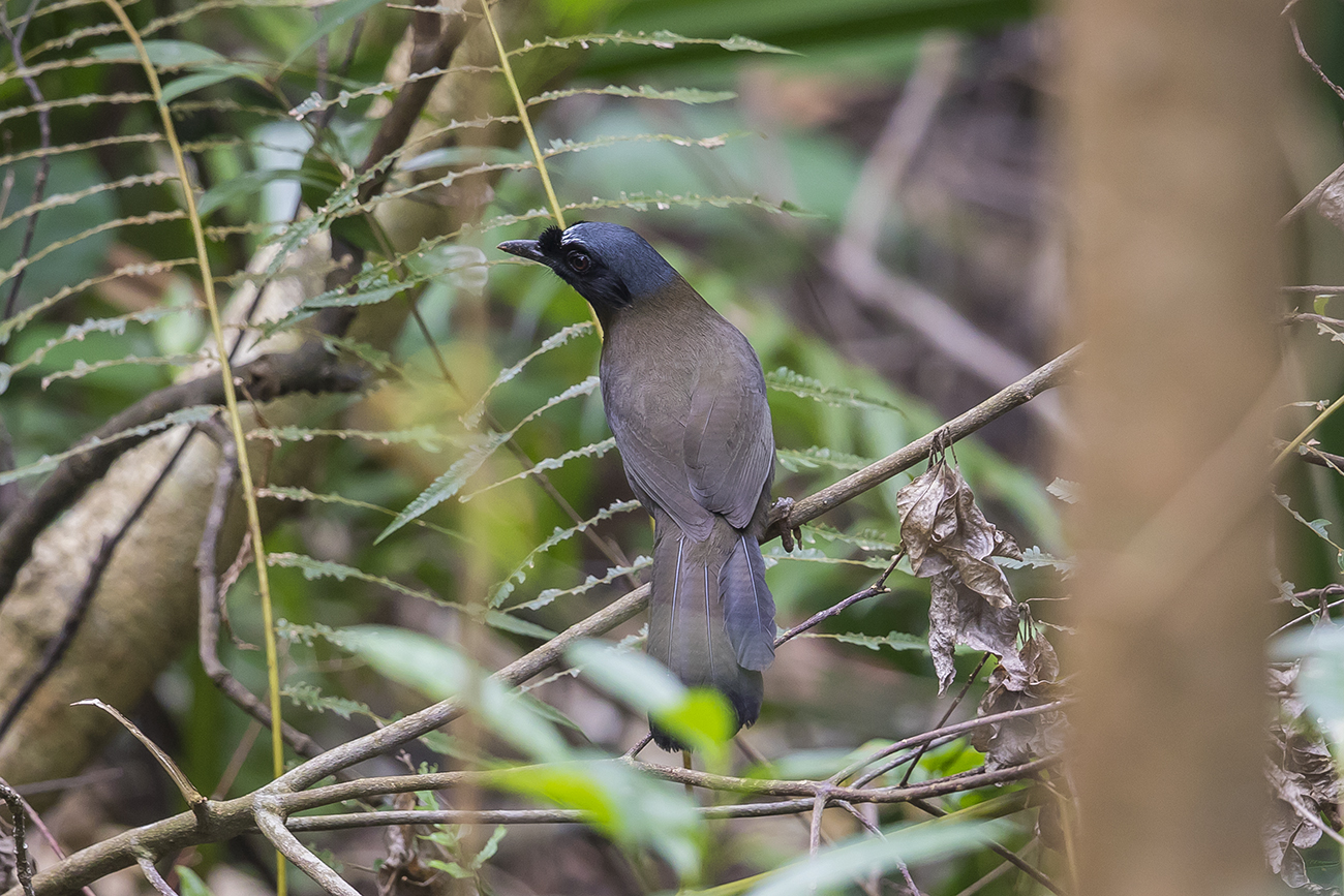 As The Crow Flies - a Hong Kong Birding Blog: Speckled Piculet and A ...