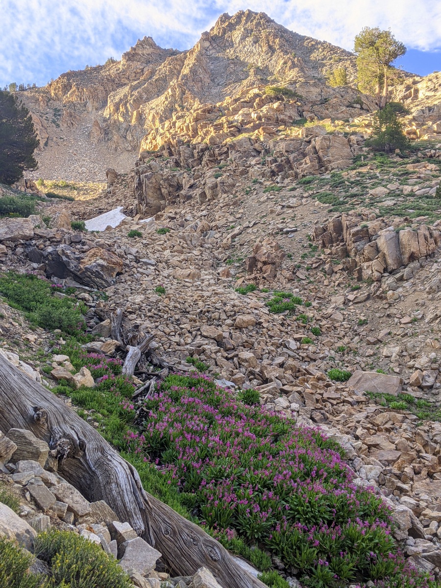 Desert Survivor: Summertime in the Ruby Mountains, Nevada