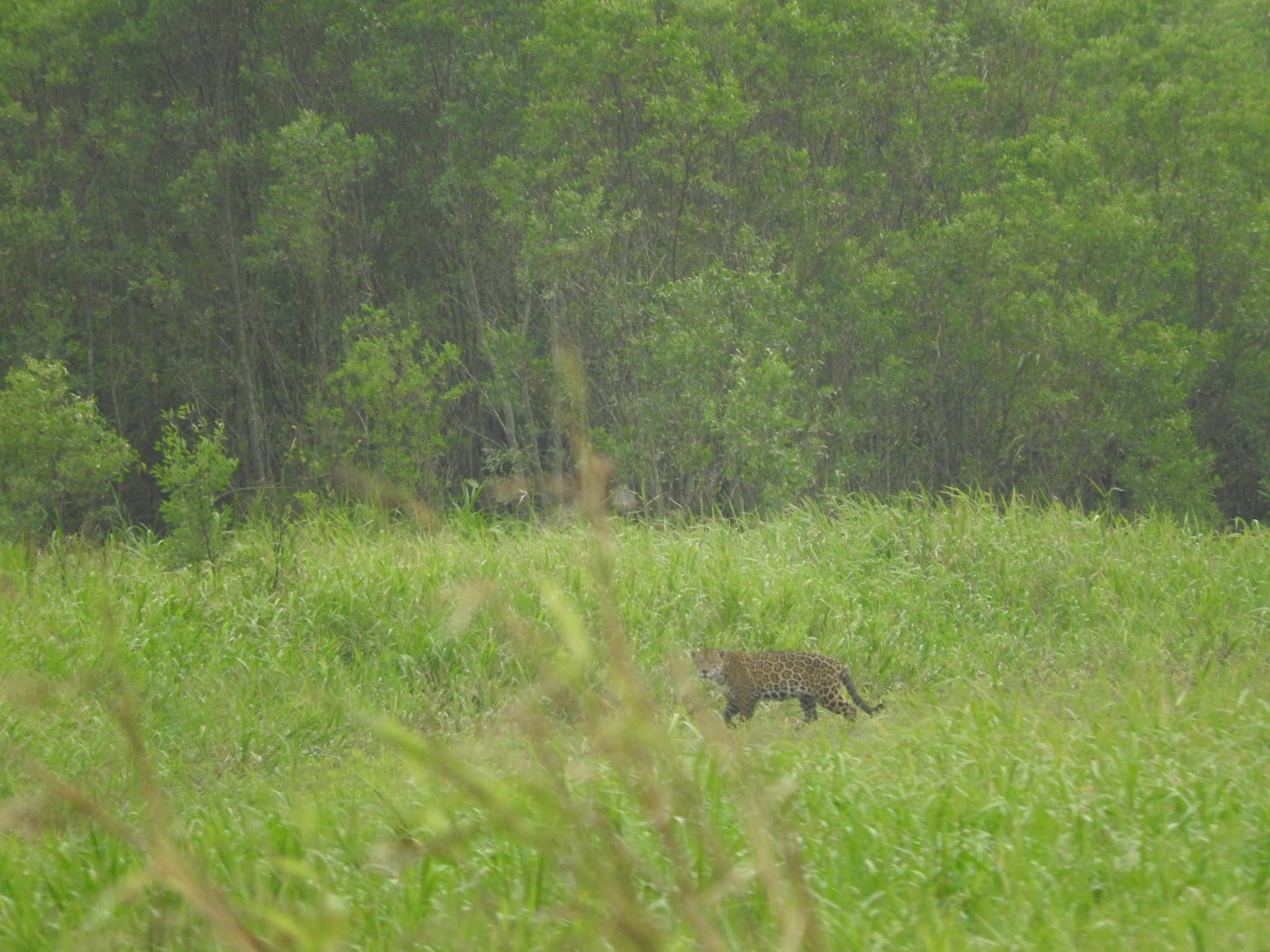 Nick's Adventures Bolivia Tours: BEST WILDLIFE SIGHTINGS IN 2020