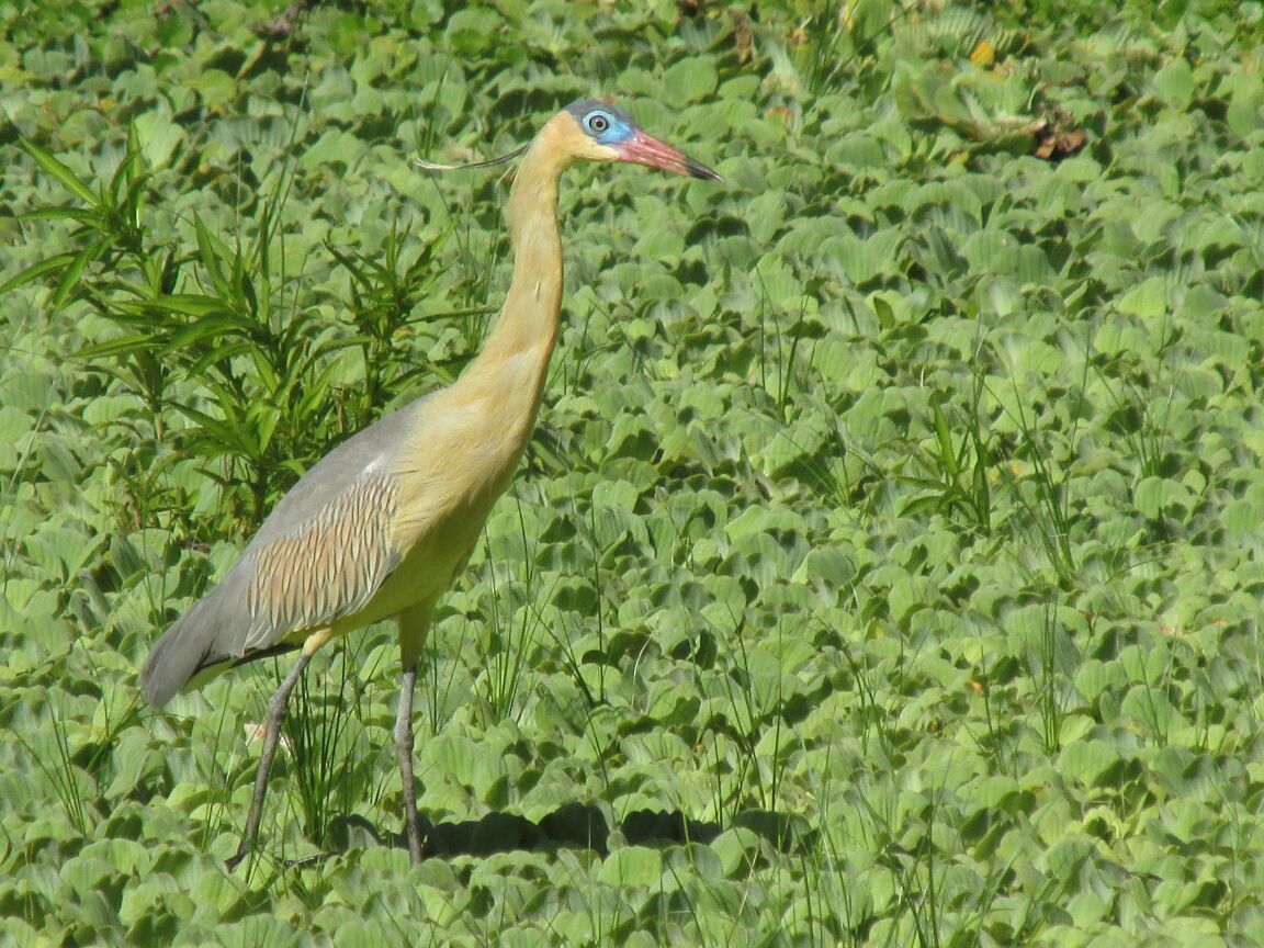 Reserva Natural Formosa: Ambientes, Flora y fauna