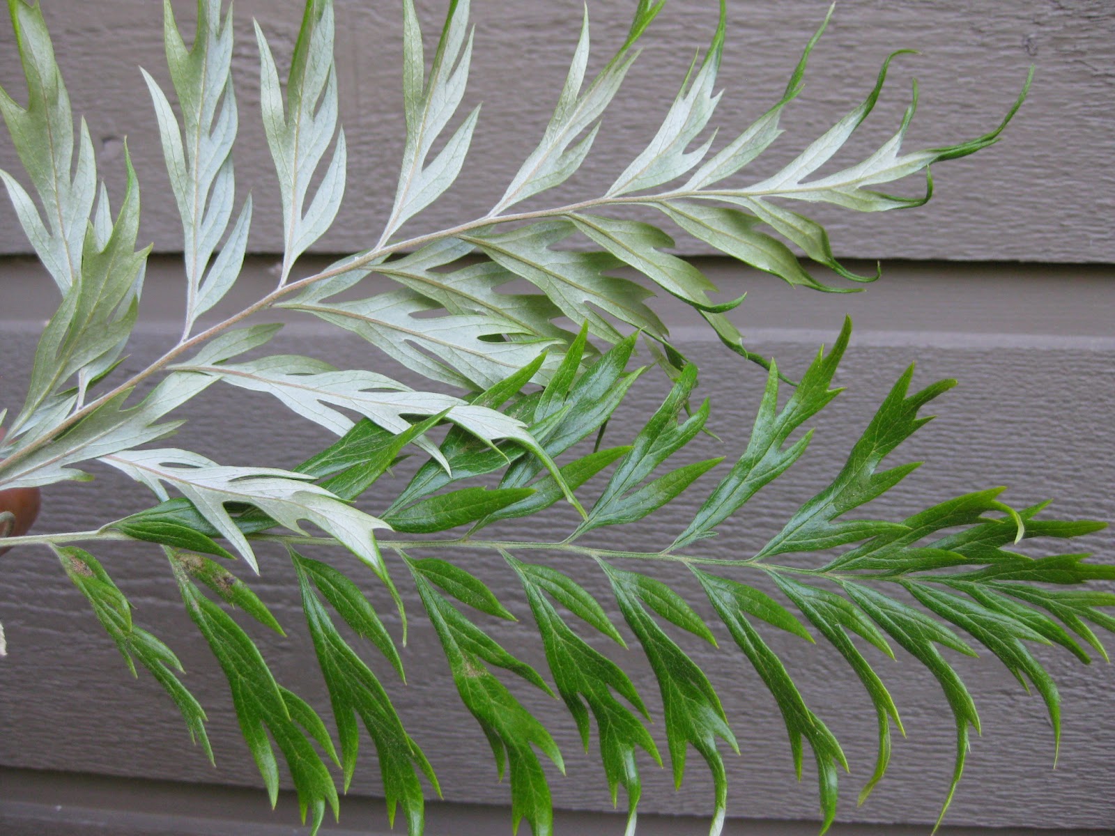 Grevillea Robusta Silky Oak