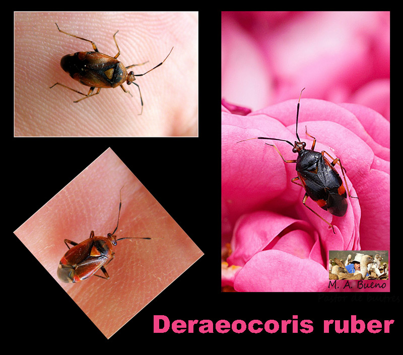 Foto-Natura-Huesca: MIRID BUG Deraeocoris ruber Carl von Linné, 1758