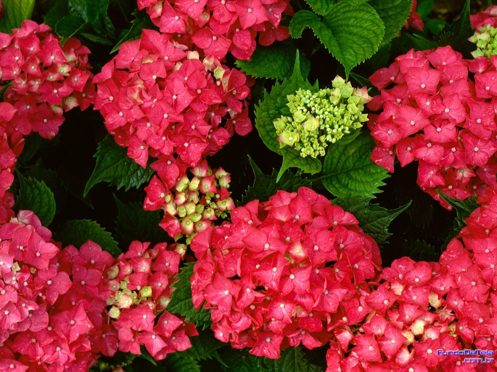 Hortenses - Sugar, spice and everything nice...