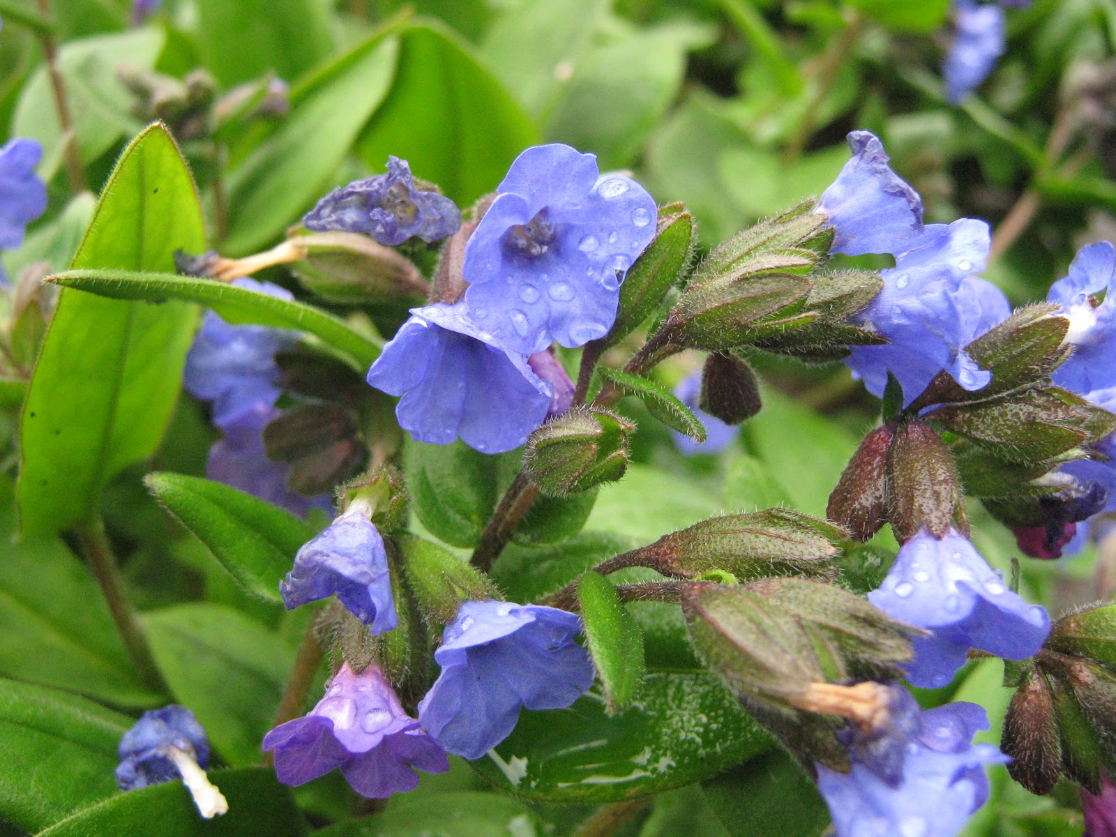 Rindy Mae: The Lungwort Is Blooming!