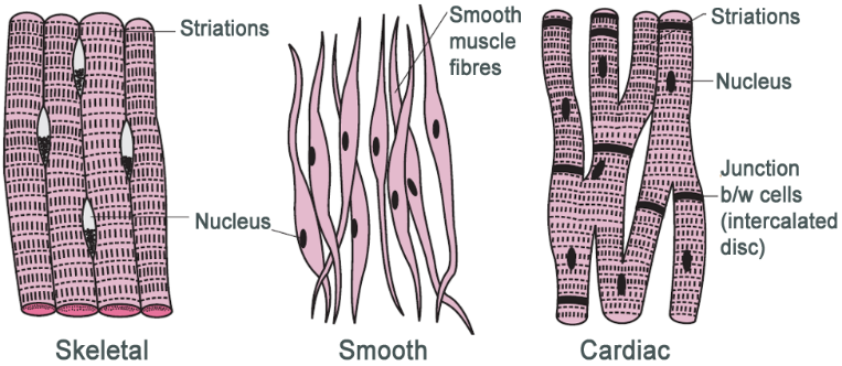 Structural Organisation In Animals - Notes | Class 11 | Part 3: Animal ...