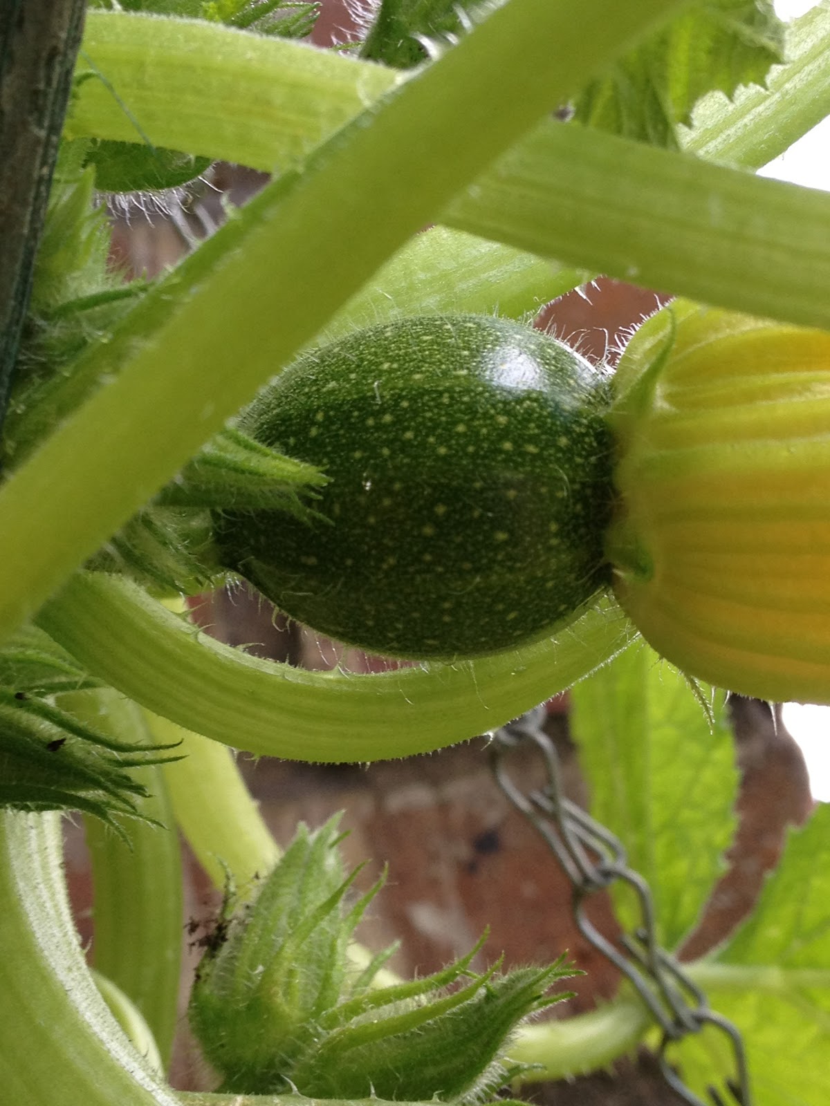 The Little Balcony: First Round Courgette