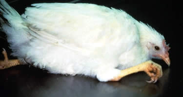 Gallos Y Galleros: Enfermedad De Marek.