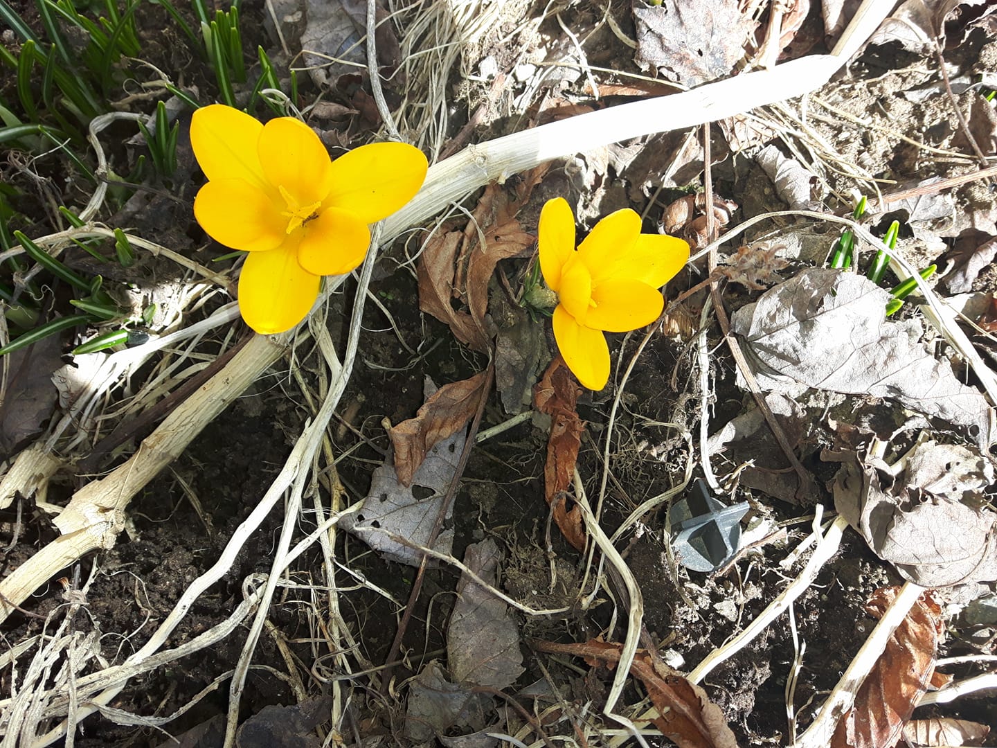 InScribe Writers Online: Lent - Guest Post by Ruth Ann Adams