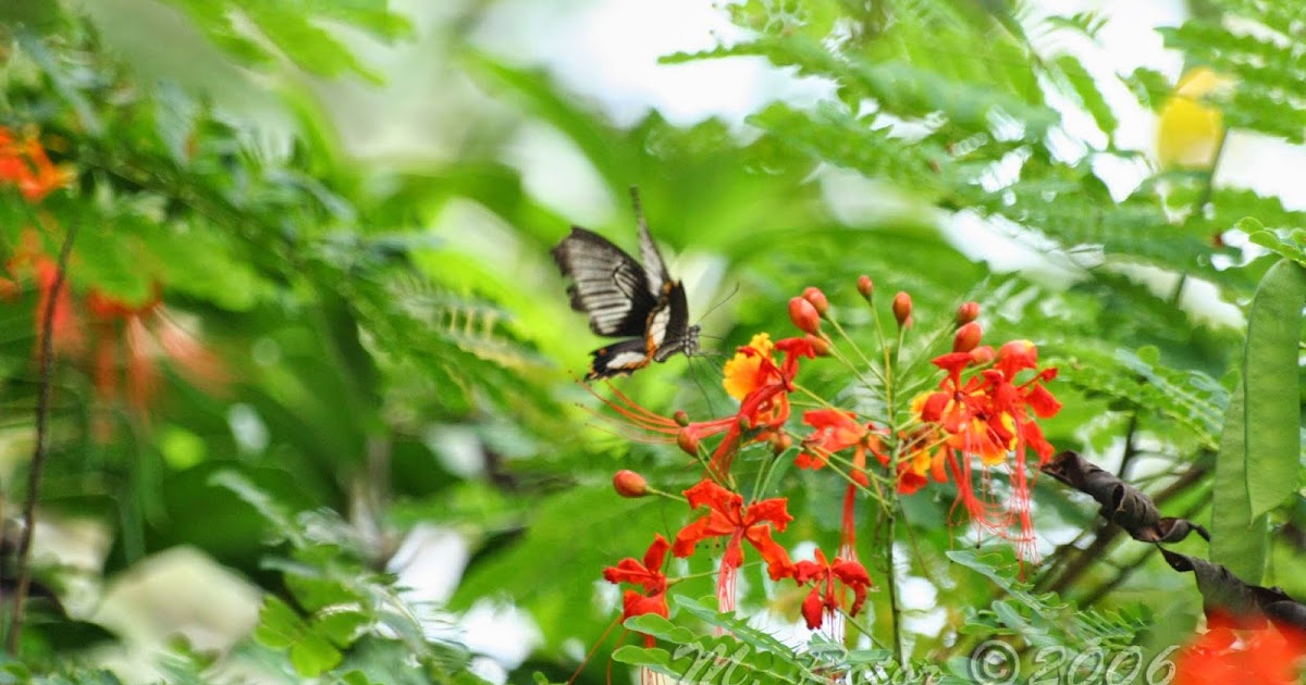 Living with Nature - School on Blog by Dr. Abercio V. Rotor: Friendly ...