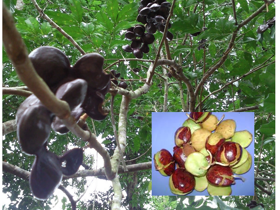 PANAS SELALU: Khasiat Jering Untuk Kesihatan,,