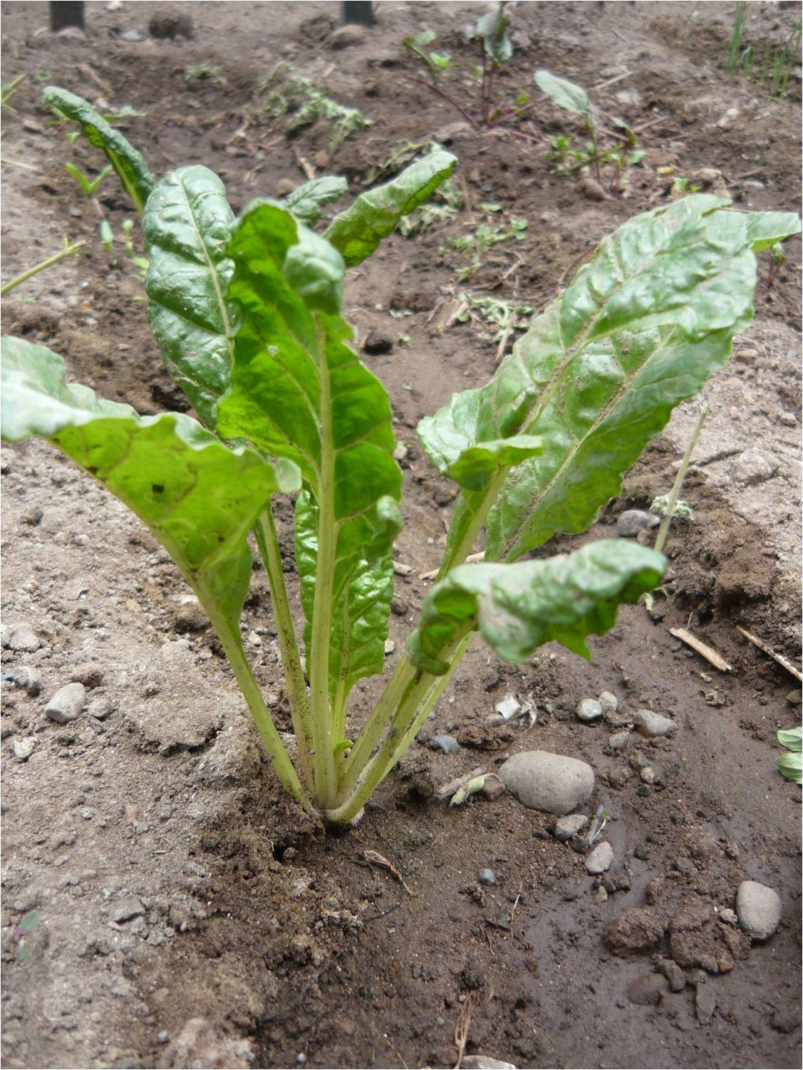 ALTERNATIVA ECOLÓGICA: CULTIVO DE ACELGA